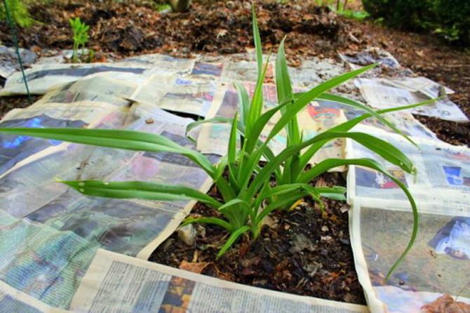 7 Genius Uses for Old Newspapers That Will Save You Time and Money ...