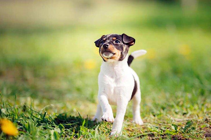 15 World’s Smallest Dog Breeds To Steal Your Heart – Daily Leap