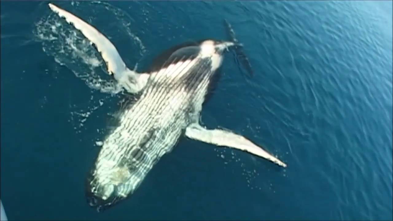 10 of the Longest Living Animals on Planet Earth – Daily Leap